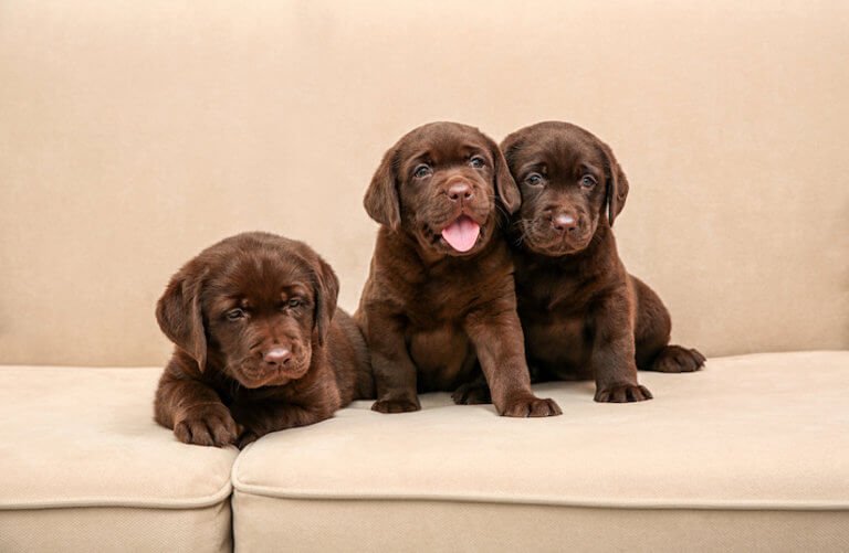 Labrador Retriever Welpen • welpenknigge.de