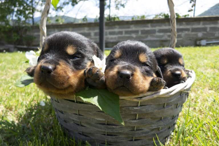 Rottweiler Welpen • welpenknigge.de