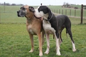 Deutsche Doggen Welpen • welpenknigge.de