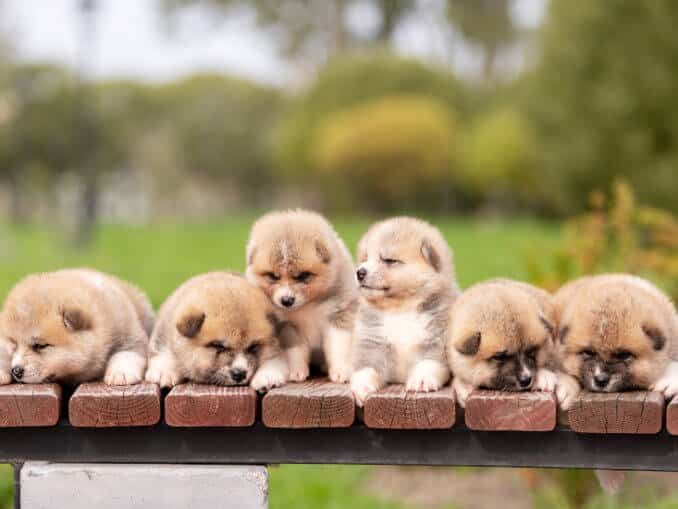 Sheltie Welpen • welpenknigge.de